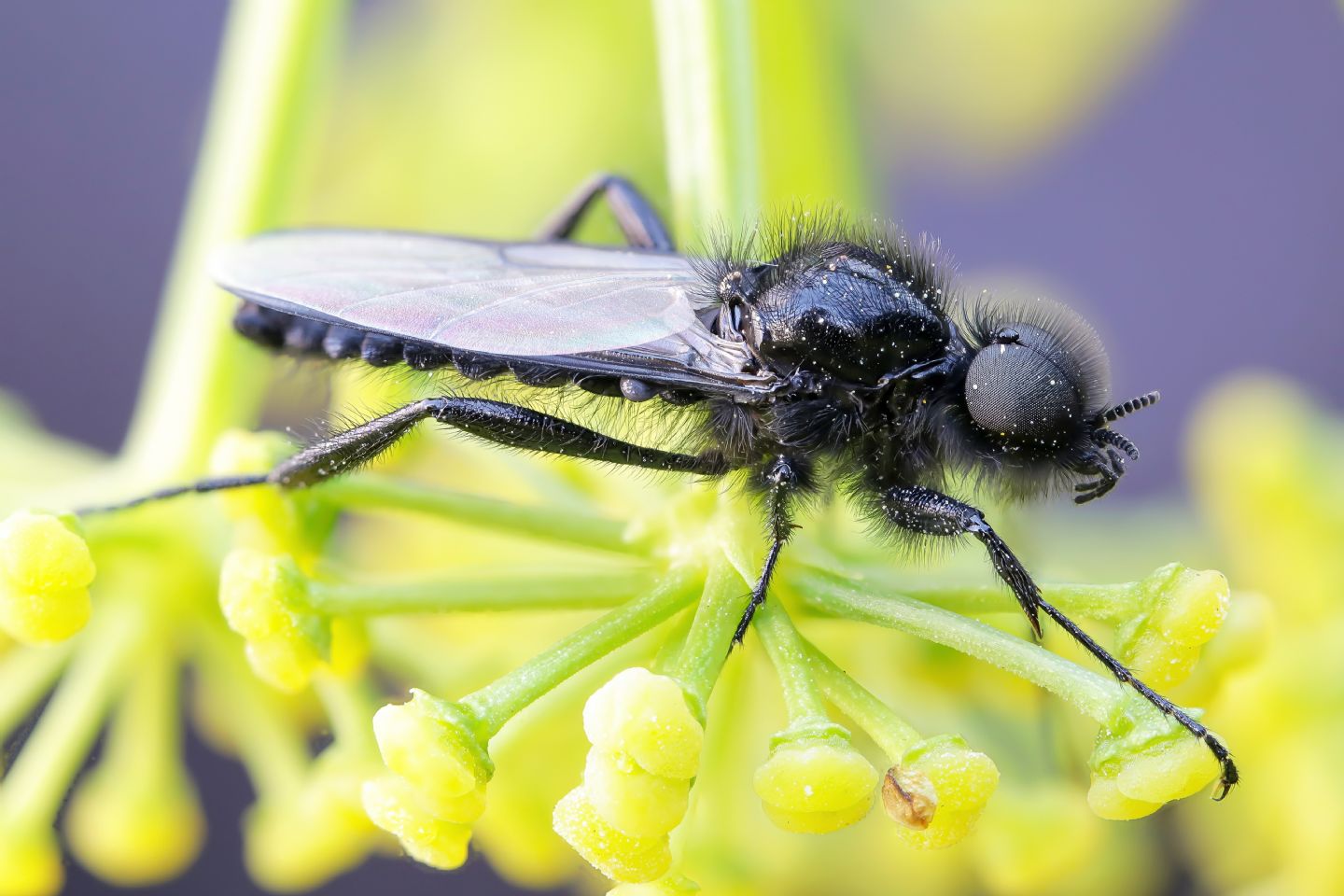 Bibionidae - Bibio marci ? , Natura Mediterraneo | Forum Naturalistico