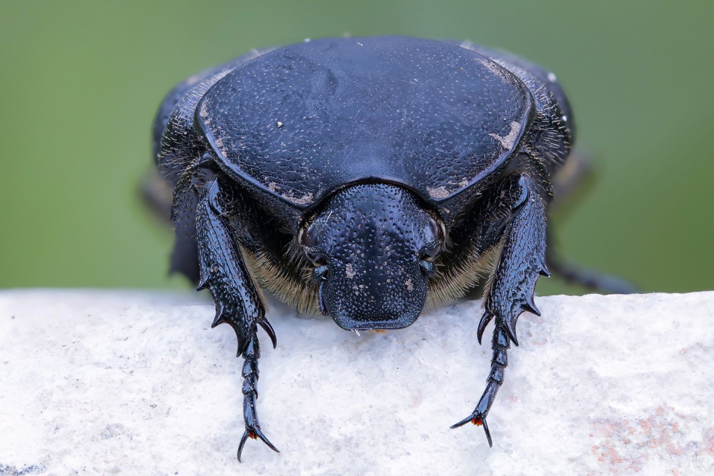 Cetoniidae: Protaetia (Netocia) opaca , Natura Mediterraneo | Forum ...