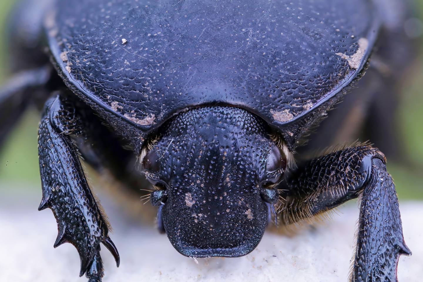 Cetoniidae: Protaetia (Netocia) opaca , Natura Mediterraneo | Forum ...