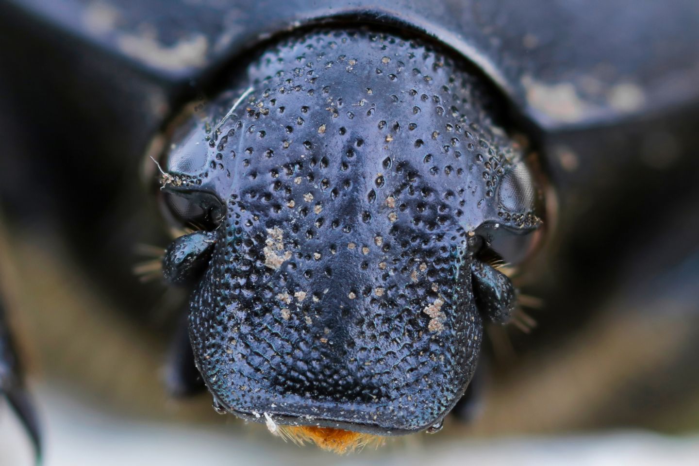 Cetoniidae: Protaetia (Netocia) opaca , Natura Mediterraneo | Forum ...