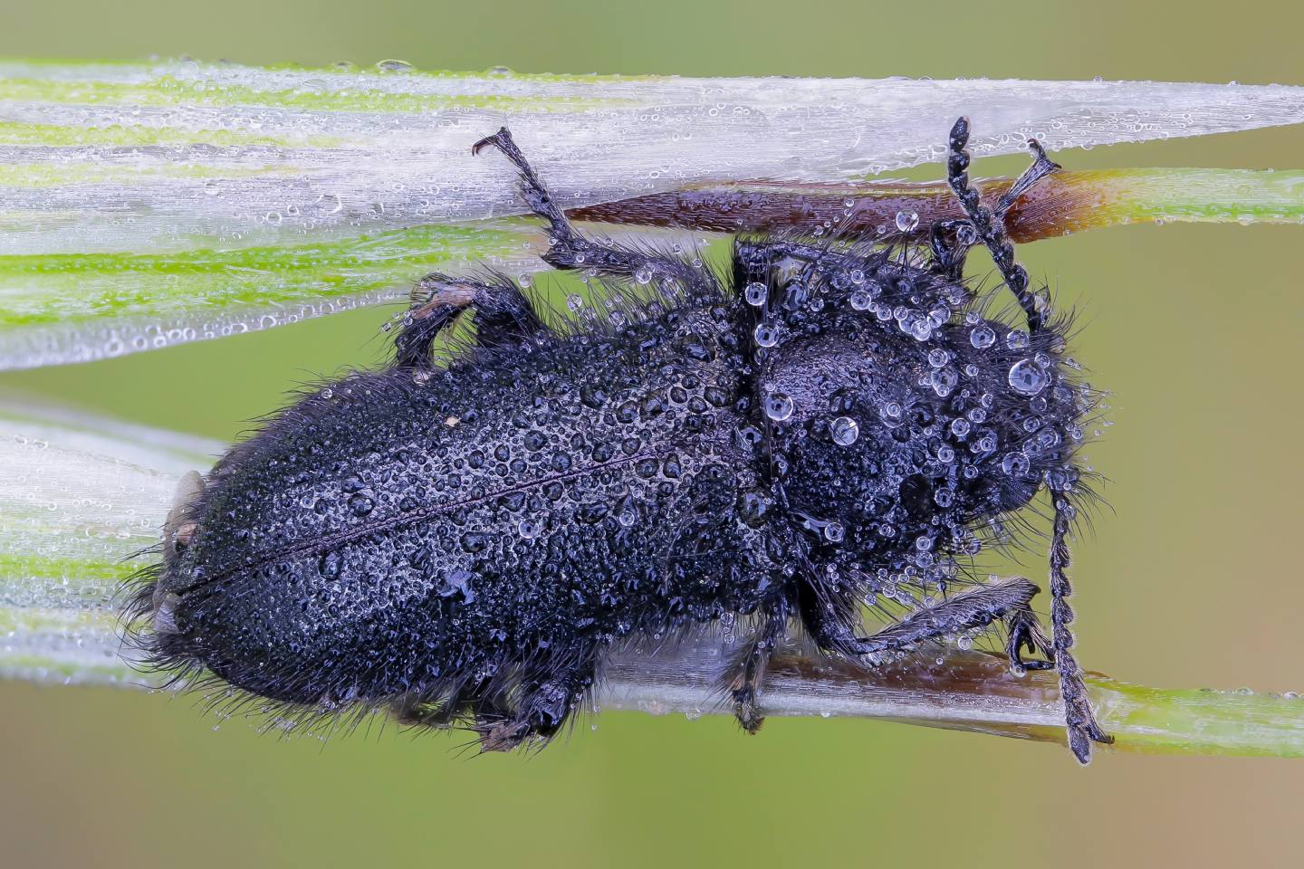 Dasytidae - Enicopus sp. , Natura Mediterraneo | Forum Naturalistico