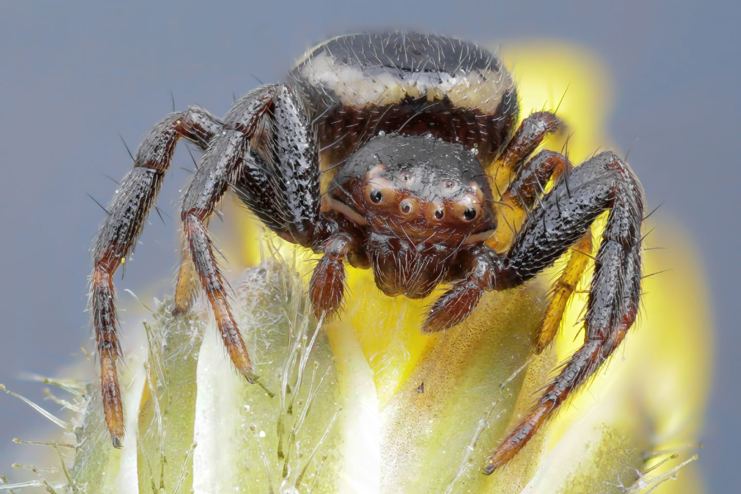 Thomisidae - Synema globosum , Natura Mediterraneo | Forum Naturalistico