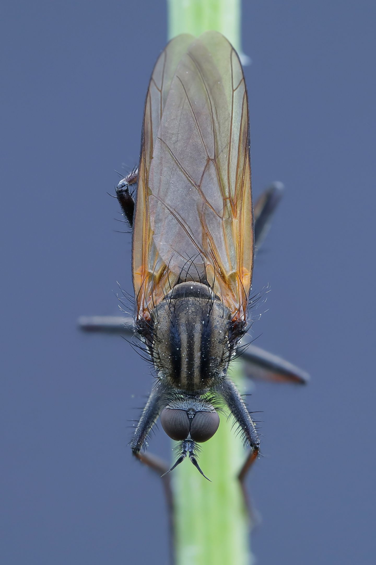 Empididae - Empis sp. , Natura Mediterraneo | Forum Naturalistico