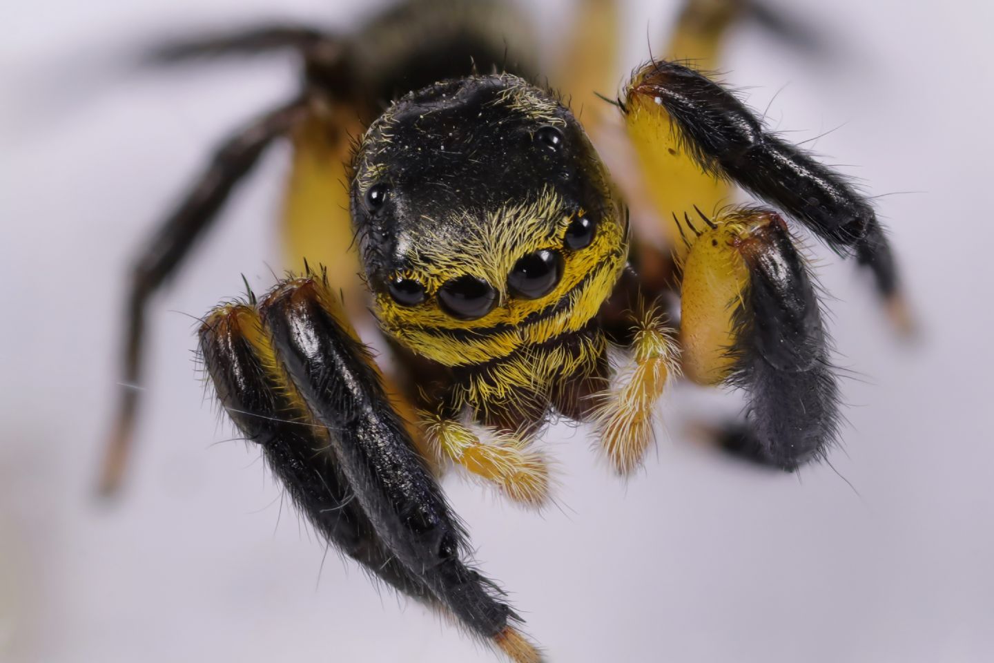 Salticidae - Euophrys sulphurea , Natura Mediterraneo | Forum Naturalistico