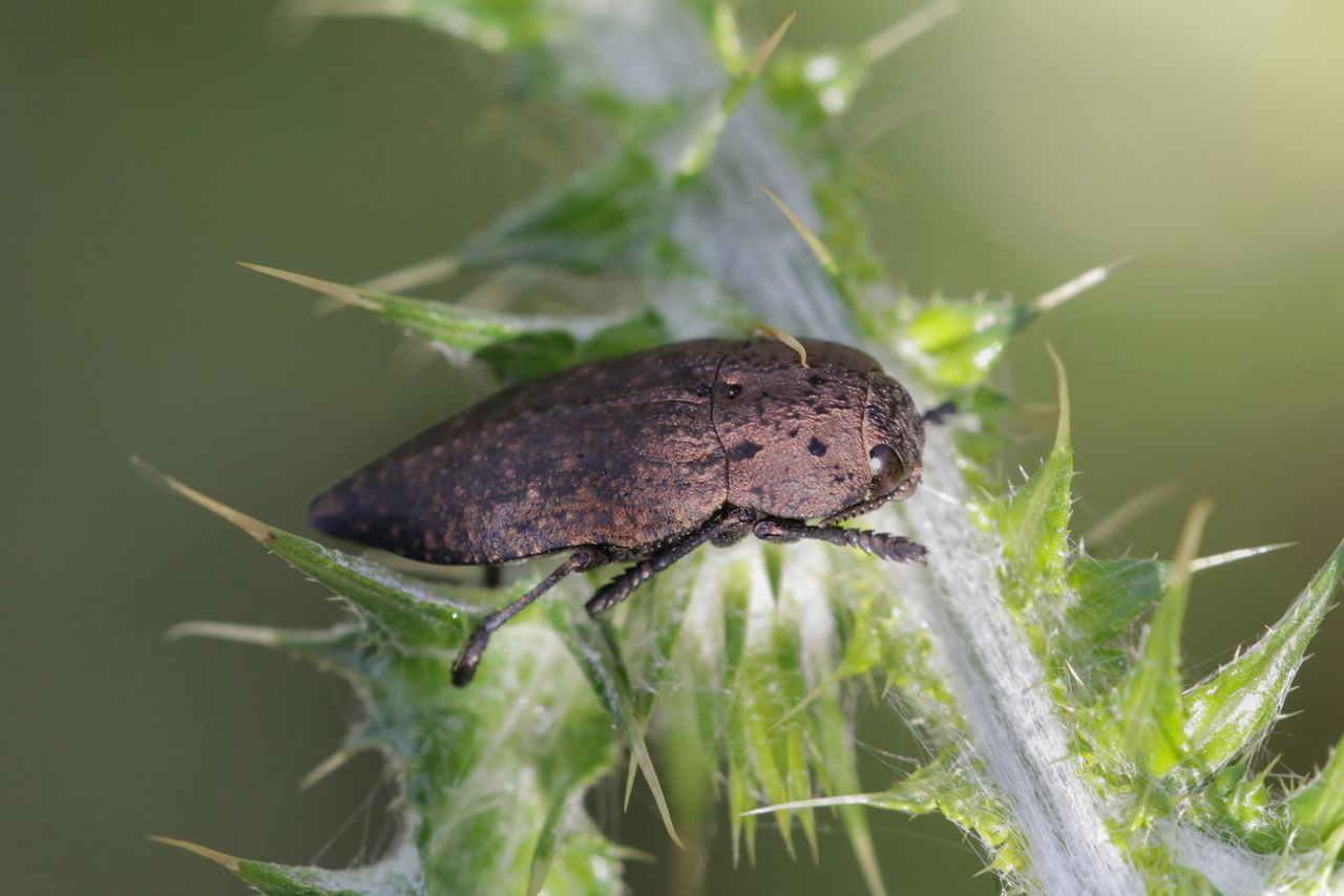 Buprestidae - Capnodis tenebricosa , Natura Mediterraneo | Forum ...