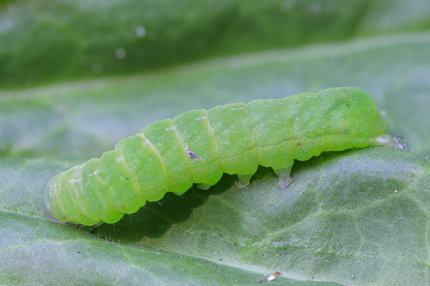 Bruco verde , Natura Mediterraneo | Forum Naturalistico