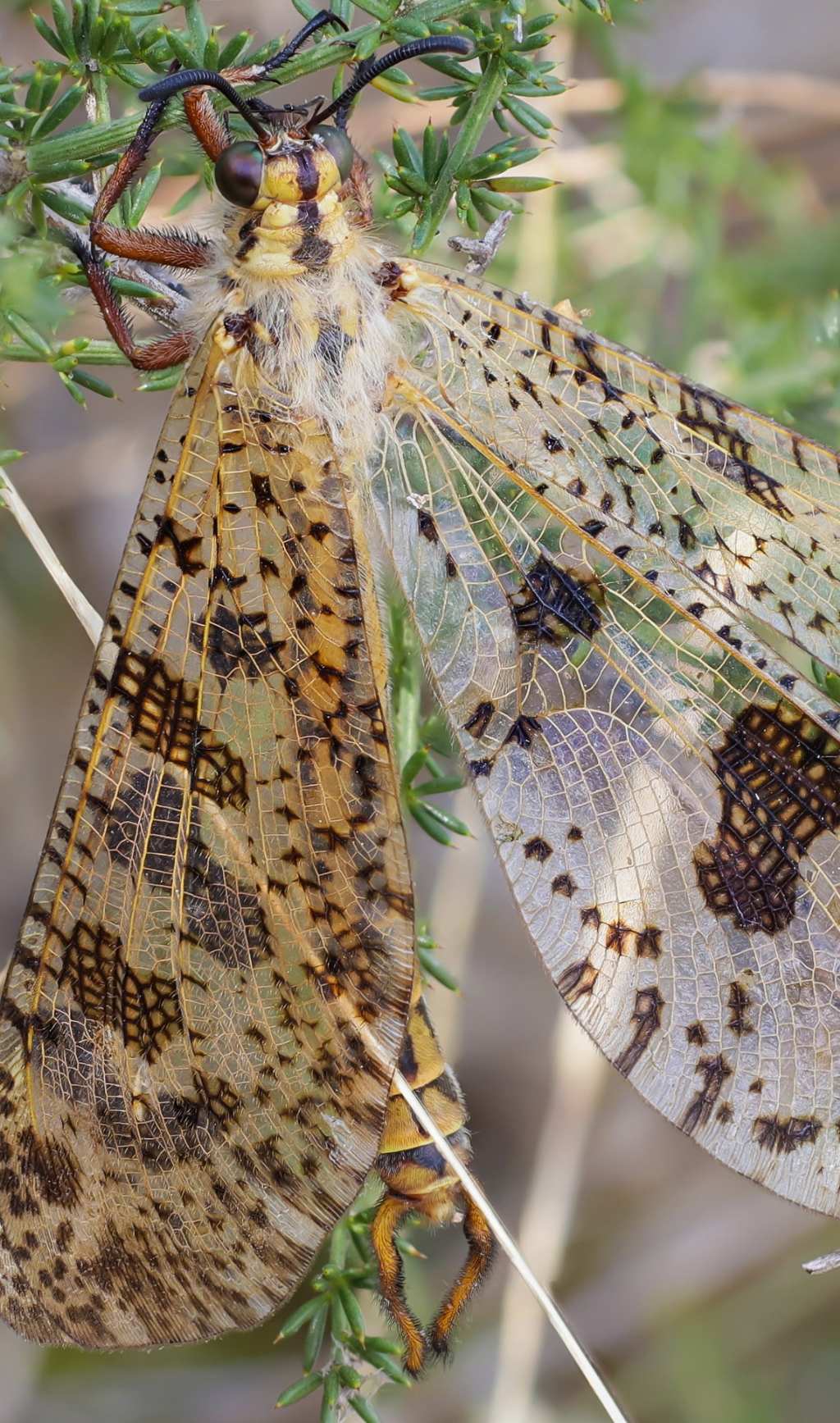 Myrmeleontidae - Palpares libelluloides maschio , Natura Mediterraneo ...