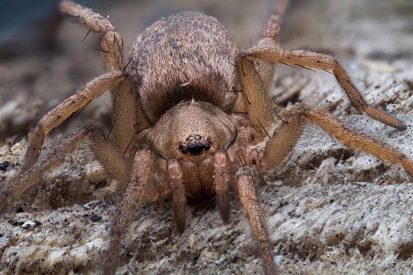 Gnaphosidae - Drassodes sp. , Natura Mediterraneo | Forum Naturalistico