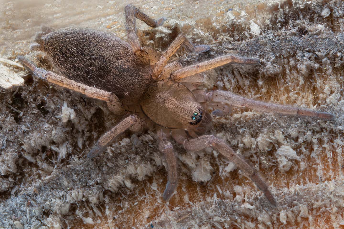 Gnaphosidae - Drassodes sp. , Natura Mediterraneo | Forum Naturalistico