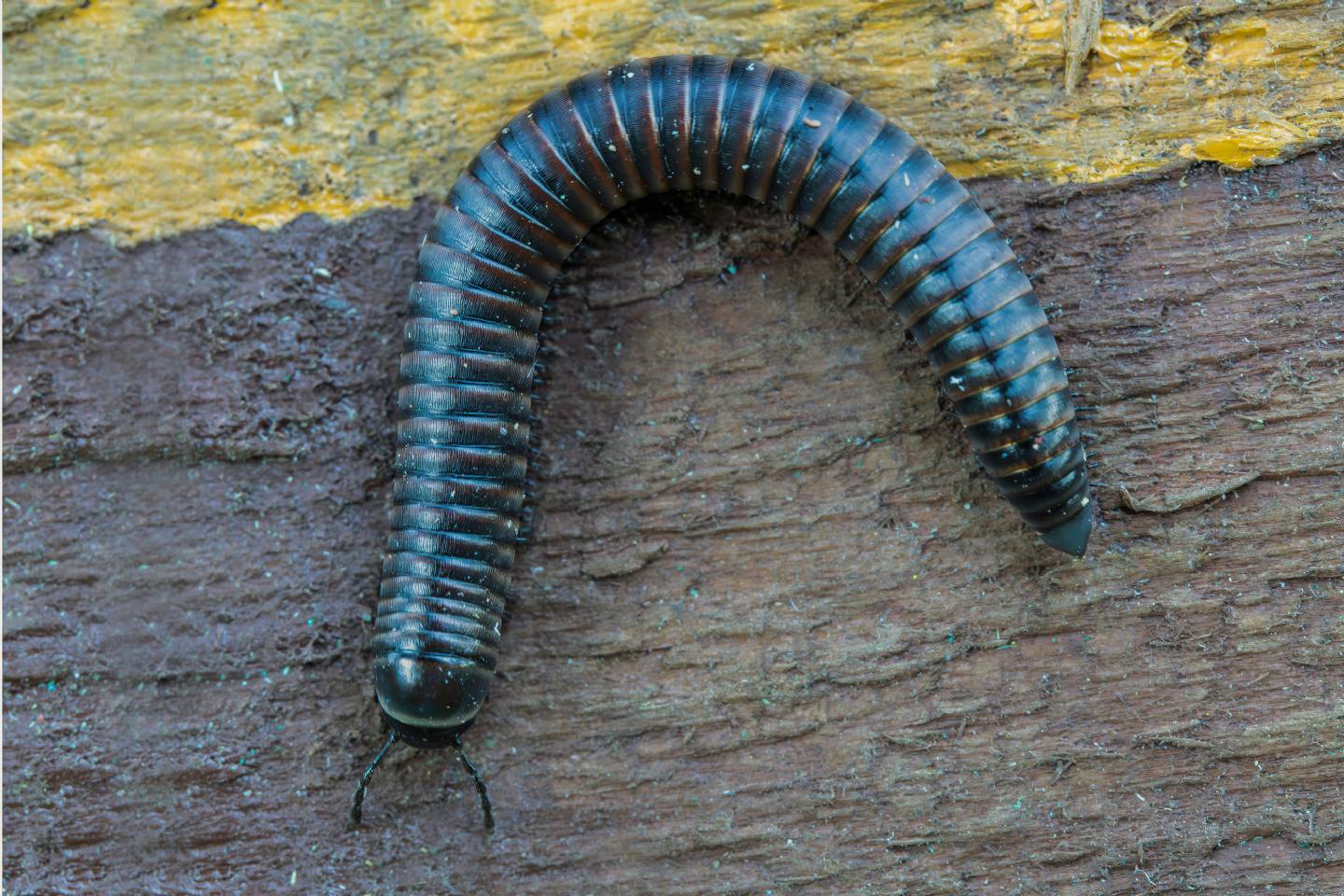 Julidae sp. , Natura Mediterraneo | Forum Naturalistico