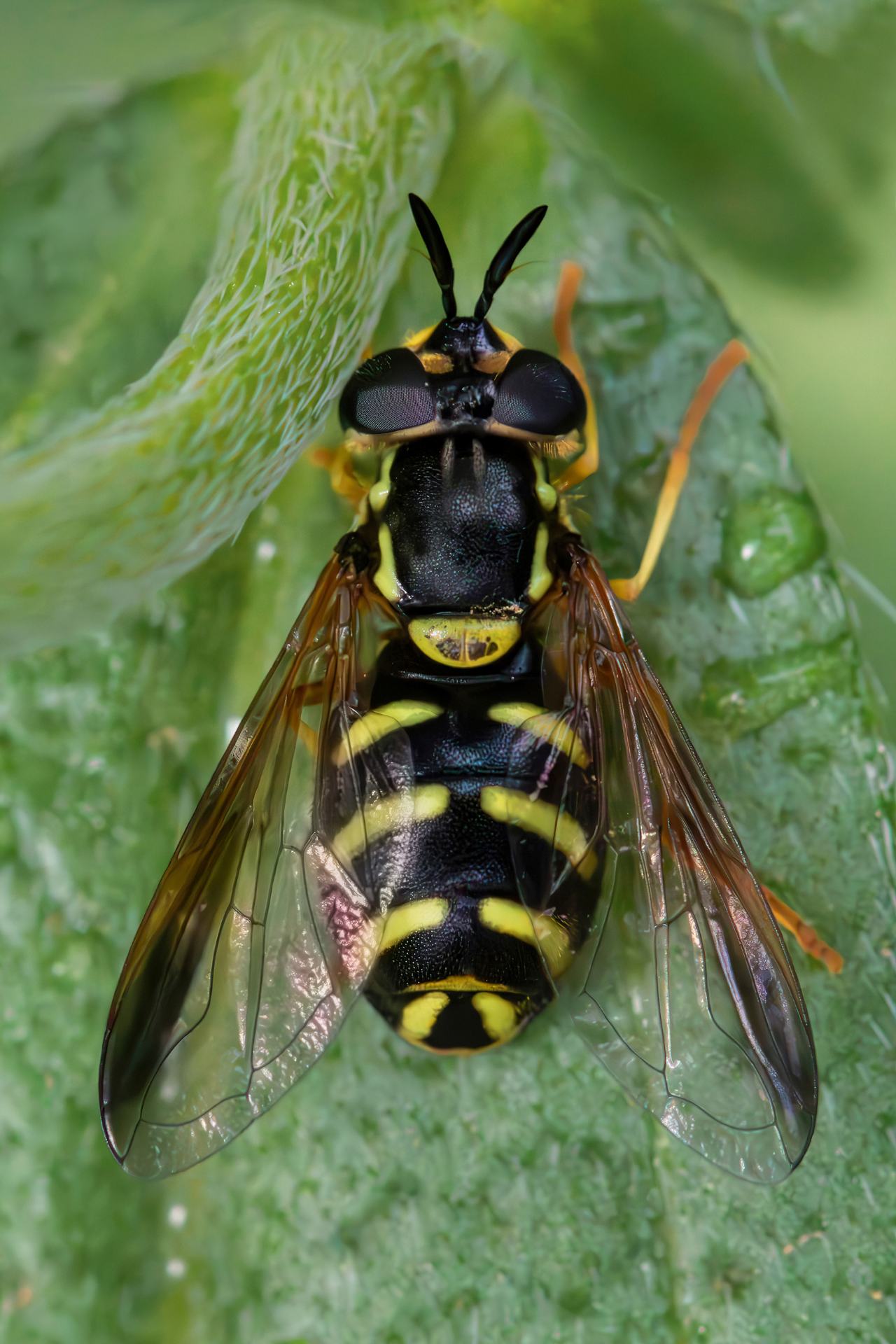 Syrphidae - Chrysotoxum sp. , Natura Mediterraneo | Forum Naturalistico