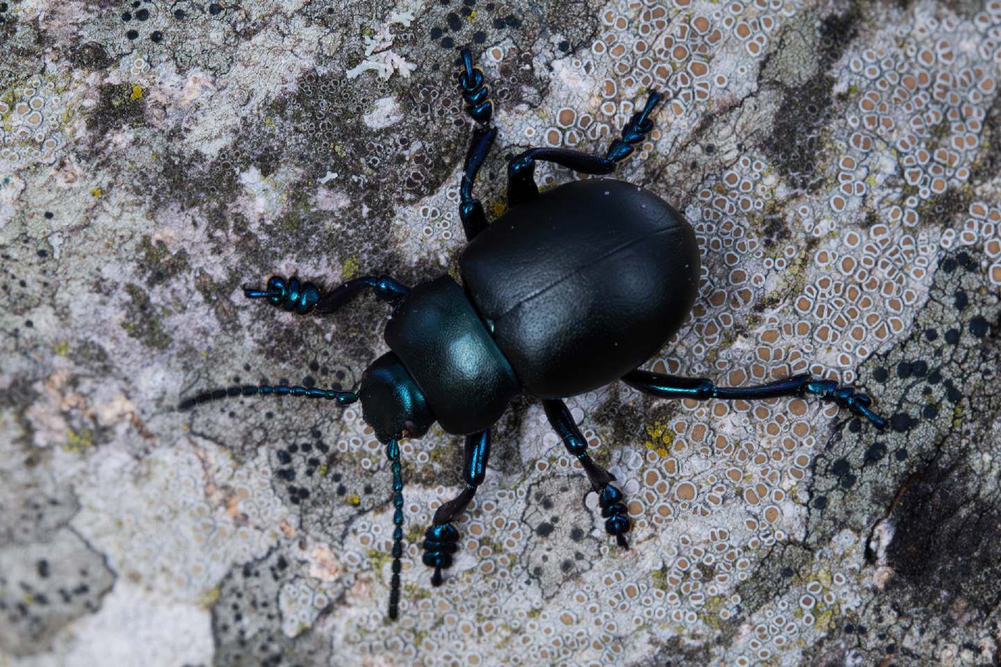 Chrysomelidae - Timarcha nicaeensis , Natura Mediterraneo | Forum ...