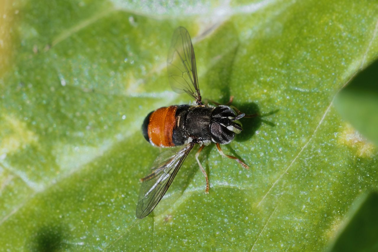 Syrphidae - Paragus bicolor , Natura Mediterraneo | Forum Naturalistico