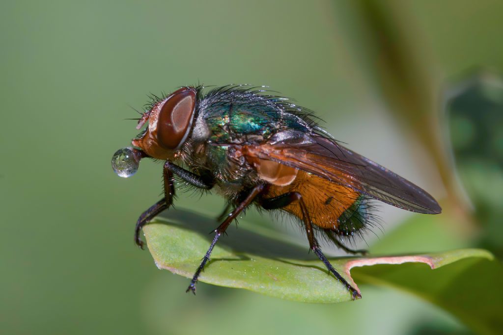 Calliphoridae - Rhyncomya sp. ? , Natura Mediterraneo | Forum Naturalistico