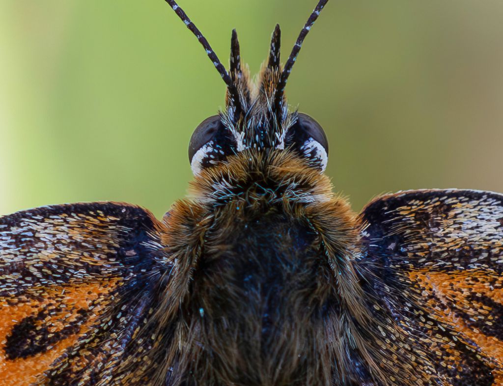 Nymphalidae - Melitaea sp. , Natura Mediterraneo | Forum Naturalistico