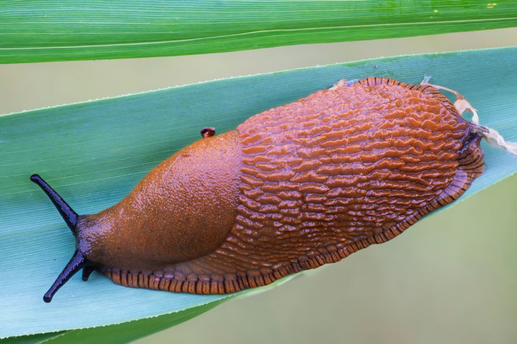 Arionidae - Arion sp. , Natura Mediterraneo | Forum Naturalistico