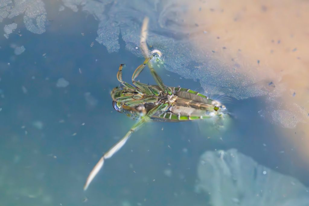 Notonectidae - Notonecta sp. , Natura Mediterraneo | Forum Naturalistico