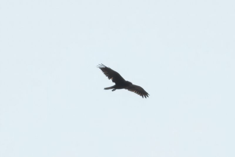 Falco di plaude? , Natura Mediterraneo | Forum Naturalistico