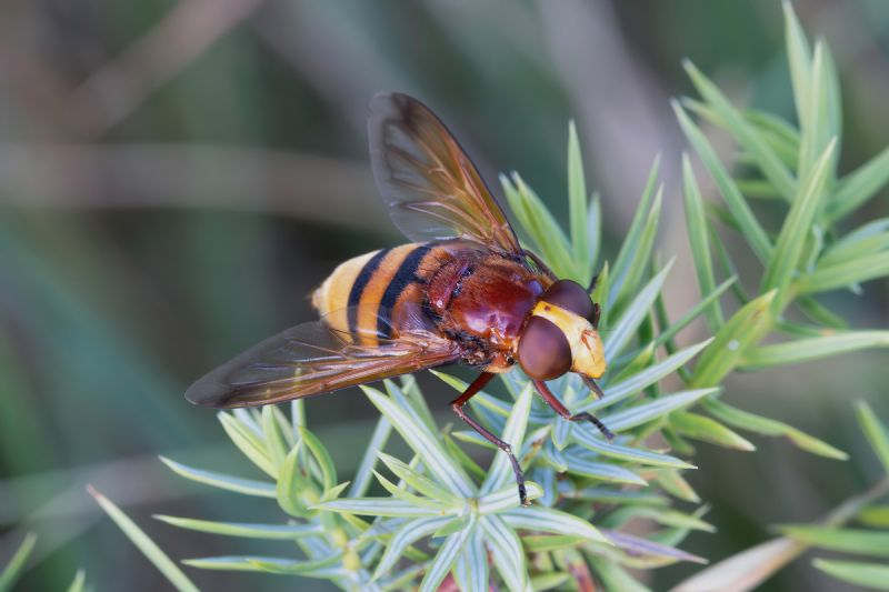 Syrphidae - Volucella zonaria , Natura Mediterraneo | Forum Naturalistico