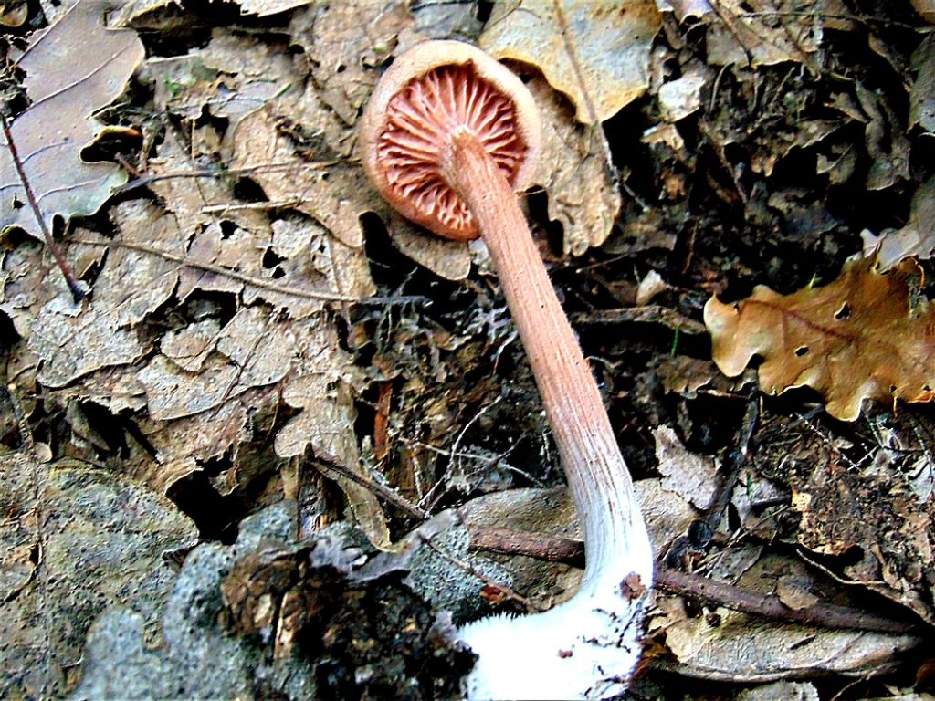 Laccaria sp. , Natura Mediterraneo | Forum Naturalistico