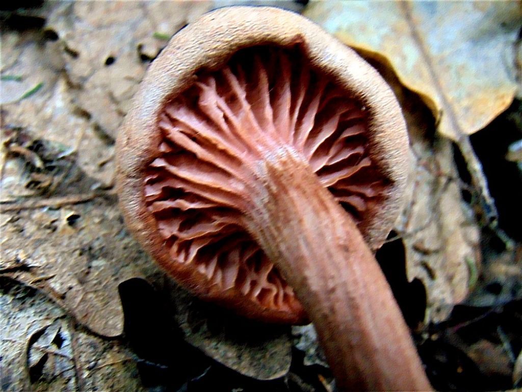 Laccaria sp. , Natura Mediterraneo | Forum Naturalistico