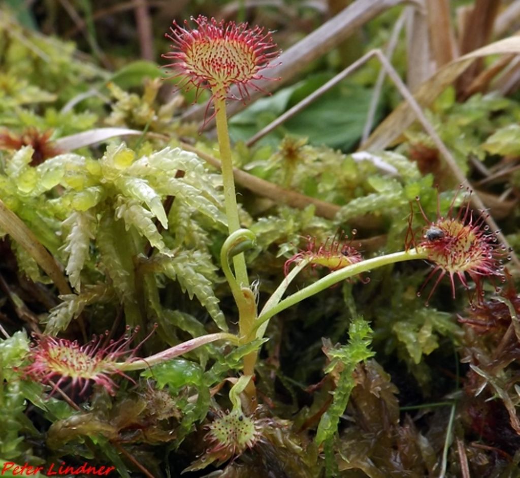Drosera rotundifolia?? , Natura Mediterraneo | Forum Naturalistico