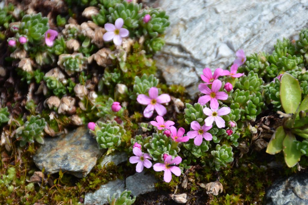 Androsace alpina / Androsace alpina , Natura Mediterraneo | Forum ...