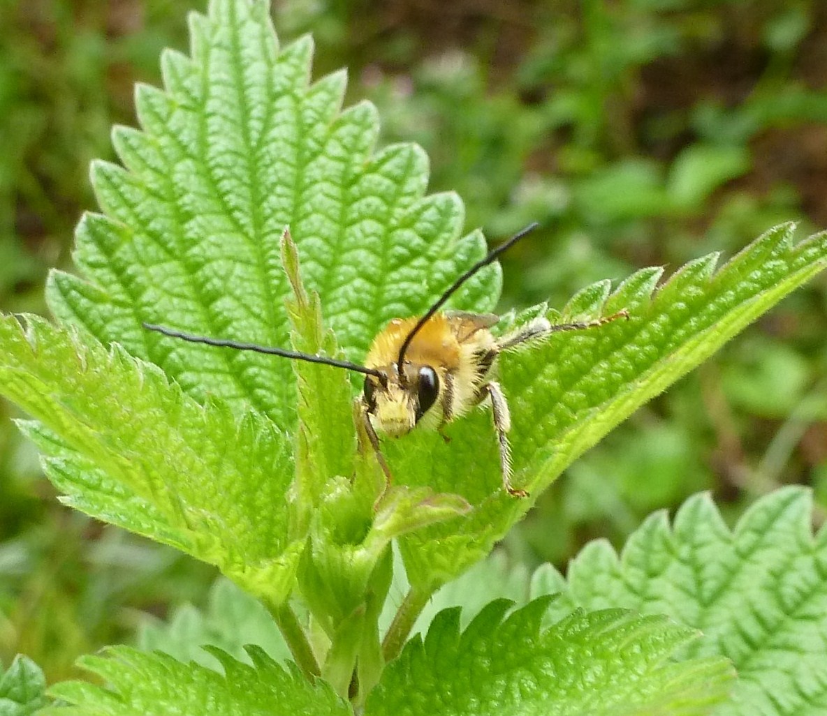 Maschio di Eucera sp. , Natura Mediterraneo | Forum Naturalistico