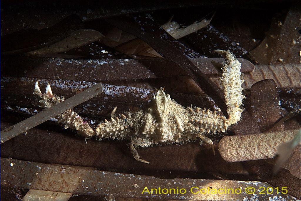 Parthenopoides massena (Roux, 1830) , Natura Mediterraneo | Forum ...