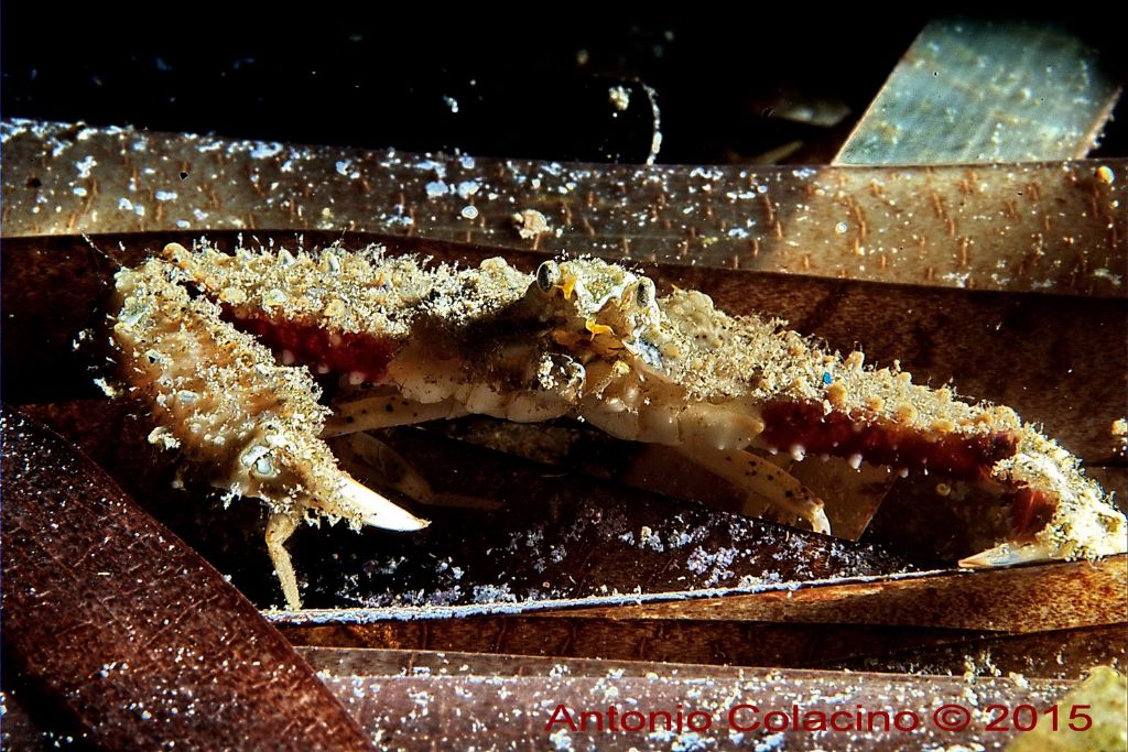 Parthenopoides massena (Roux, 1830) , Natura Mediterraneo | Forum ...