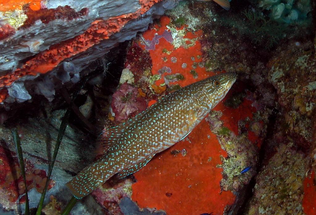 Labrus viridis , Natura Mediterraneo | Forum Naturalistico