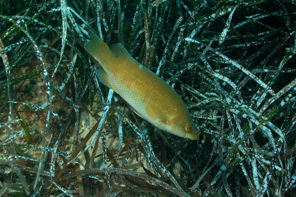 Labrus viridis , Natura Mediterraneo | Forum Naturalistico