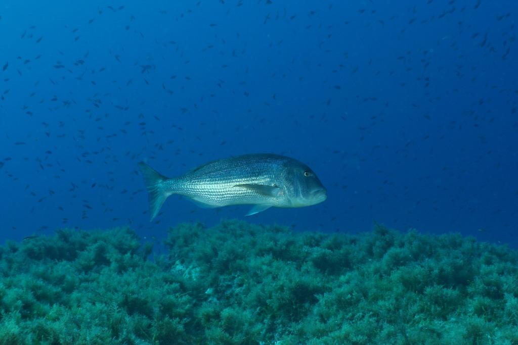 Dentex dentex (Linnaeus, 1758) , Natura Mediterraneo | Forum Naturalistico