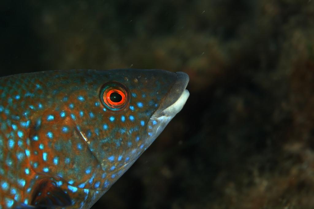 Labrus viridis , Natura Mediterraneo | Forum Naturalistico