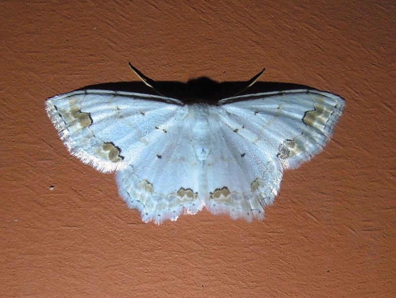 Scopula ornata (Geometridae) , Natura Mediterraneo | Forum Naturalistico