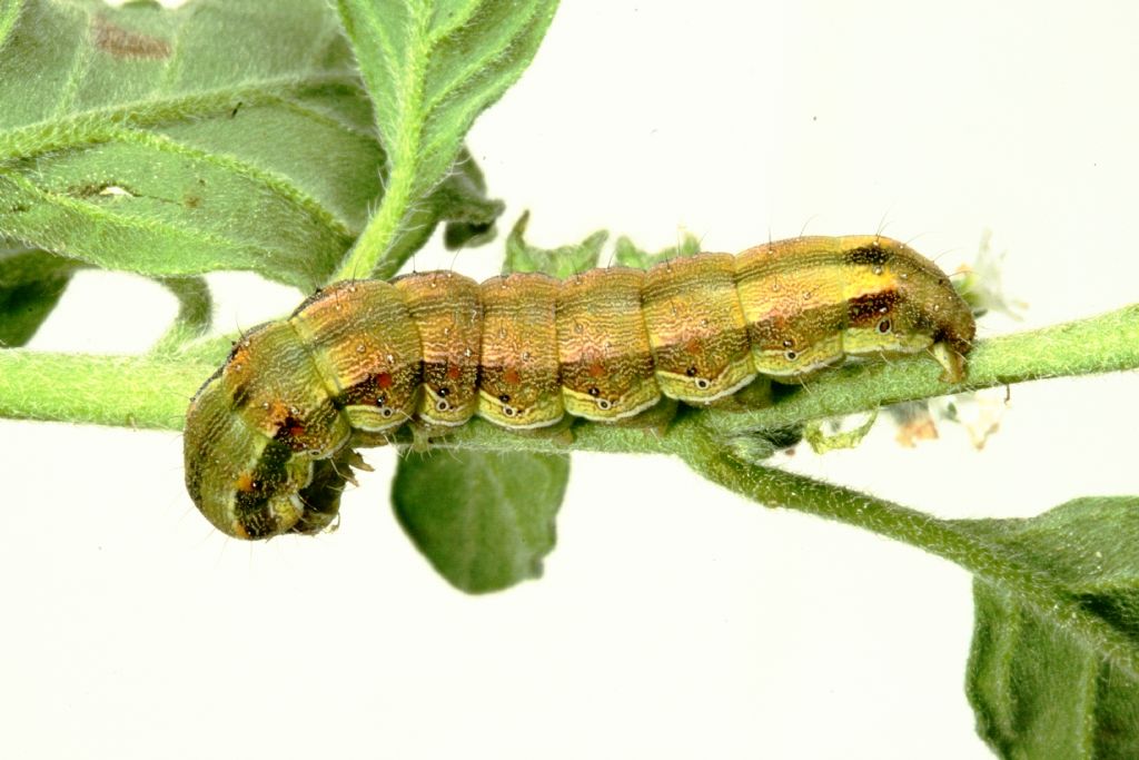 Determinazione bruco , Natura Mediterraneo | Forum Naturalistico