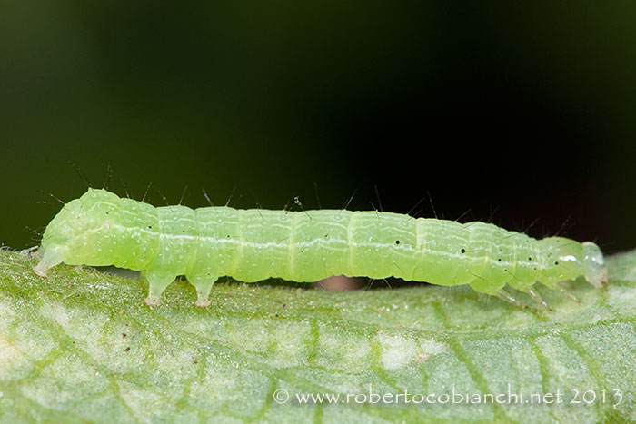 bruco da identificare , Natura Mediterraneo | Forum Naturalistico
