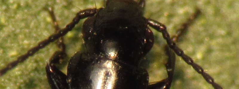 Carabidae: Syntomus truncatellus ? No, MIcrolestes sp. , Natura ...