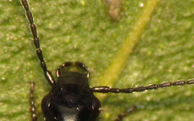 Carabidae: Syntomus truncatellus ? No, MIcrolestes sp. , Natura ...