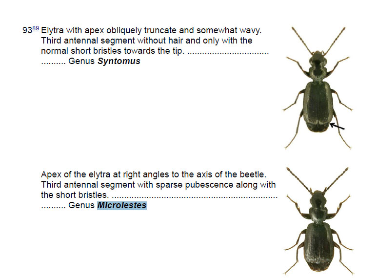 Carabidae: Syntomus truncatellus ? No, MIcrolestes sp. , Natura ...