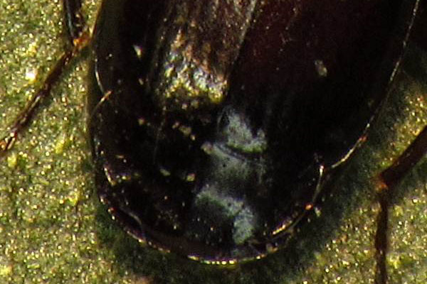 Carabidae: Syntomus truncatellus ? No, MIcrolestes sp. , Natura ...