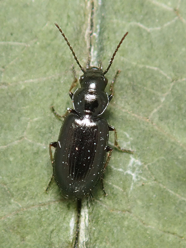 Carabidae: Amblystomus metallescens? ... o Amblystomus niger? , Natura ...