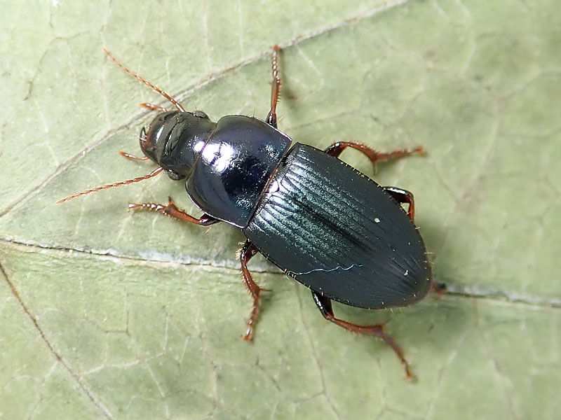 Carabidae: Harpalus affinis ?? no, Harpalus rubripes , Natura ...