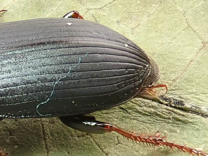 Carabidae: Harpalus affinis ?? no, Harpalus rubripes , Natura ...