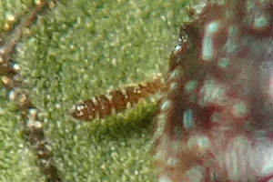 Dermestidae: Trogoderma versicolor (cfr.) , Natura Mediterraneo | Forum ...