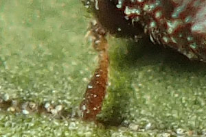 Dermestidae: Trogoderma versicolor (cfr.) , Natura Mediterraneo | Forum ...