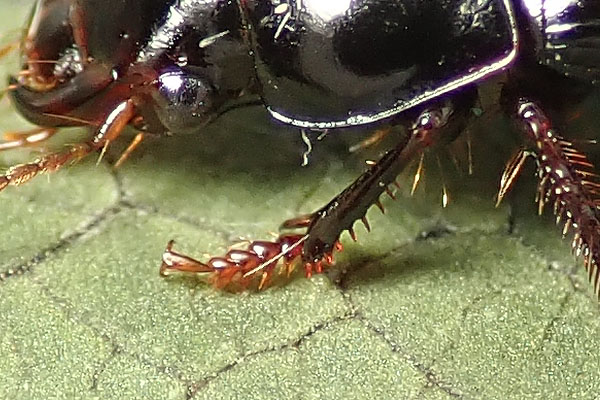 Carabidae: Harpalus tardus o forse H. anxius ? , Natura Mediterraneo ...