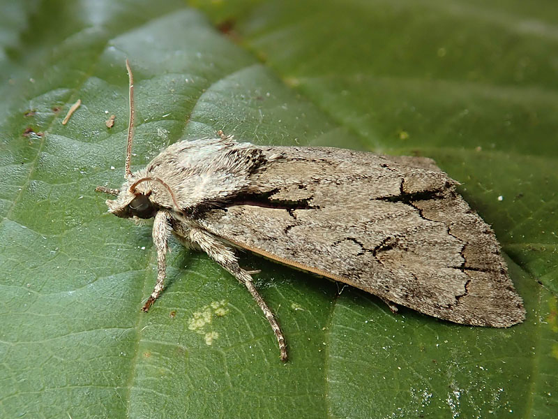 Noctuidae: Acronicta quale? ... Acronicta sp. , Natura Mediterraneo ...