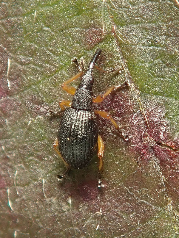 Apionidae: Protapion fulvipes fulvipes , Natura Mediterraneo | Forum ...