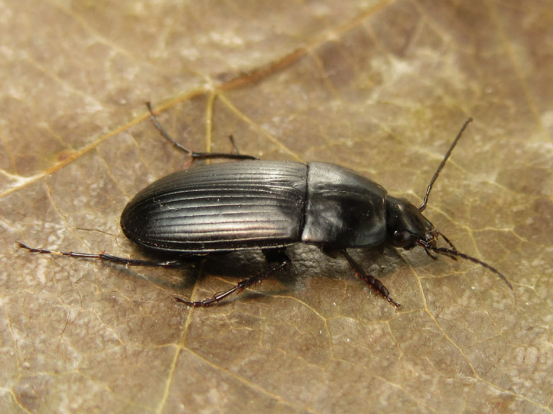 Carabidae: Oodes helopioides , Natura Mediterraneo | Forum Naturalistico